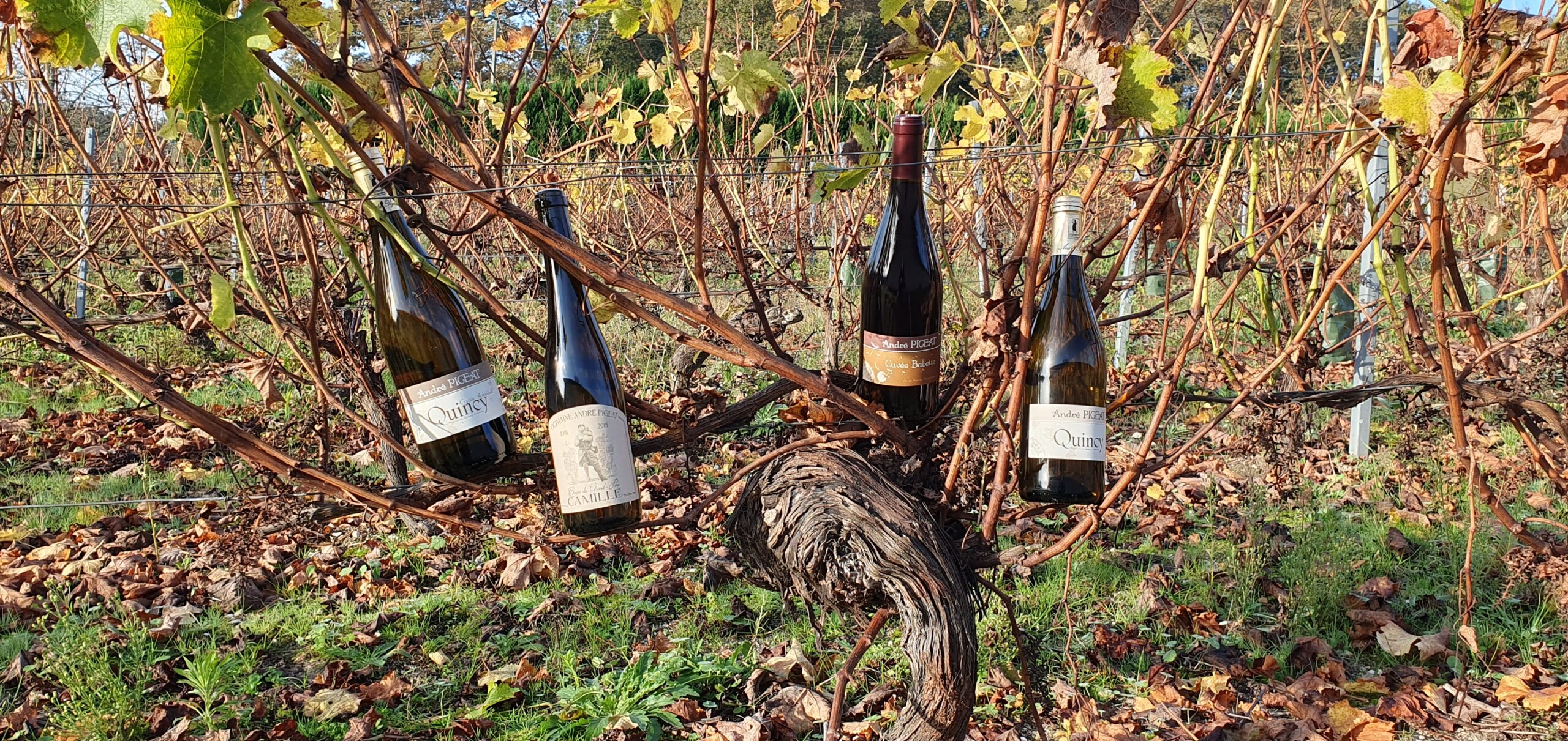 Nos vins - Domaine Andre Pigeat